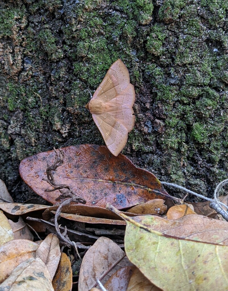 Orange Panopoda Moth from Hazel Heights, Gainesville, FL 32605, USA on ...