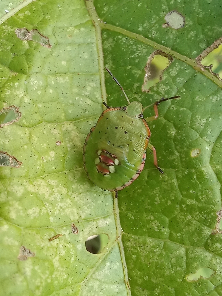 Southern Green Stink Bug from São Sebastiao, Nova Serrana - MG, 35519 ...