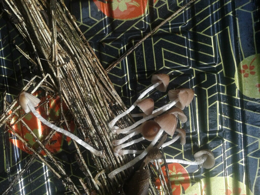 Coprinopsis musae from Julio Enrique Monagas National Park, Bayamon ...