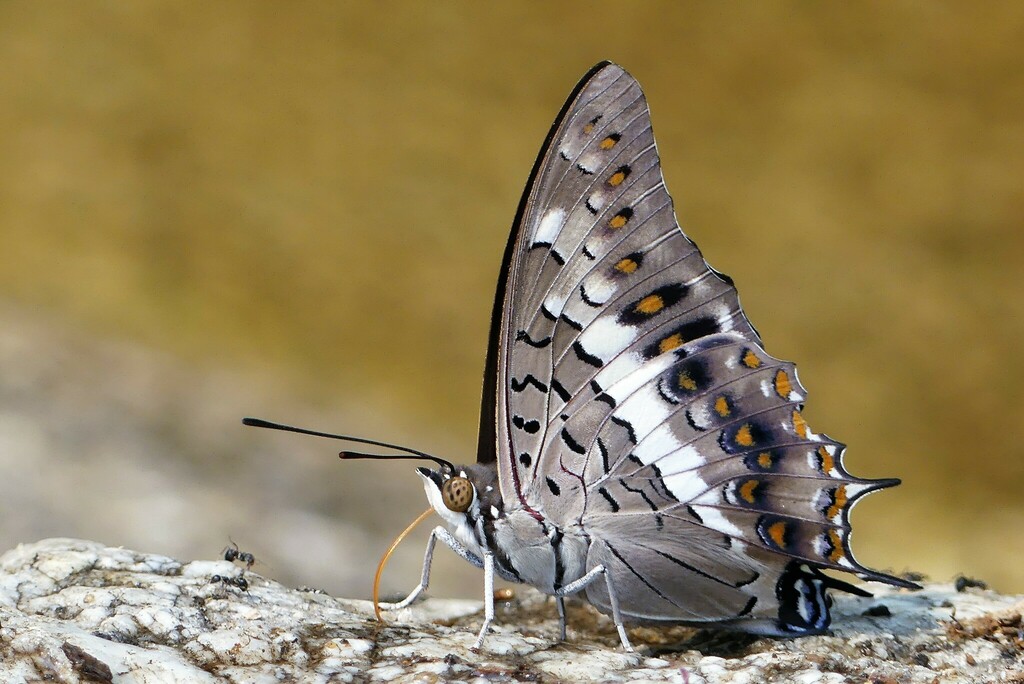 Black Rajah (Butterfly Checklist guide of Maharashtra Nature Park ...