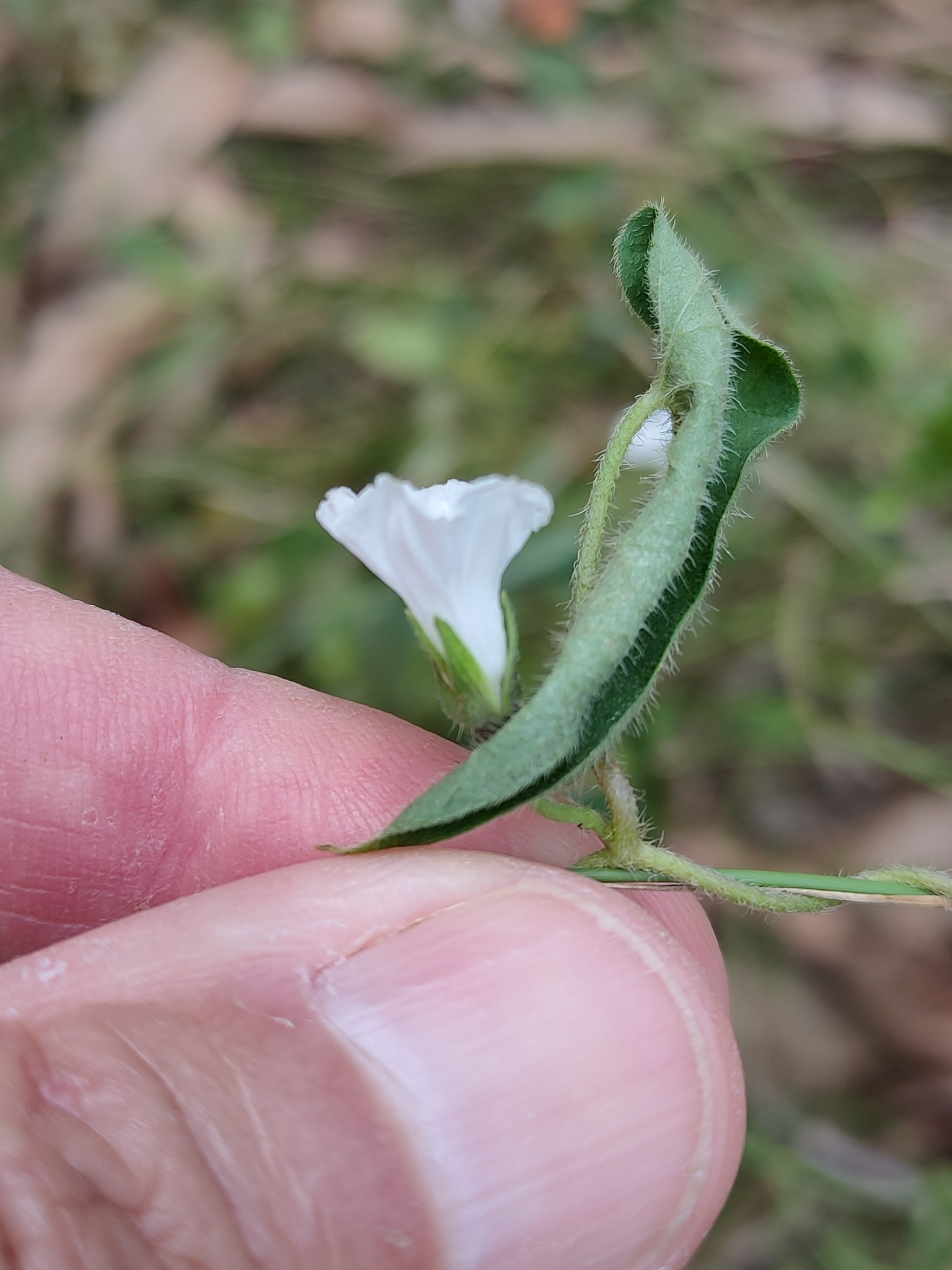 Ipomoea biflora (L.) Pers.