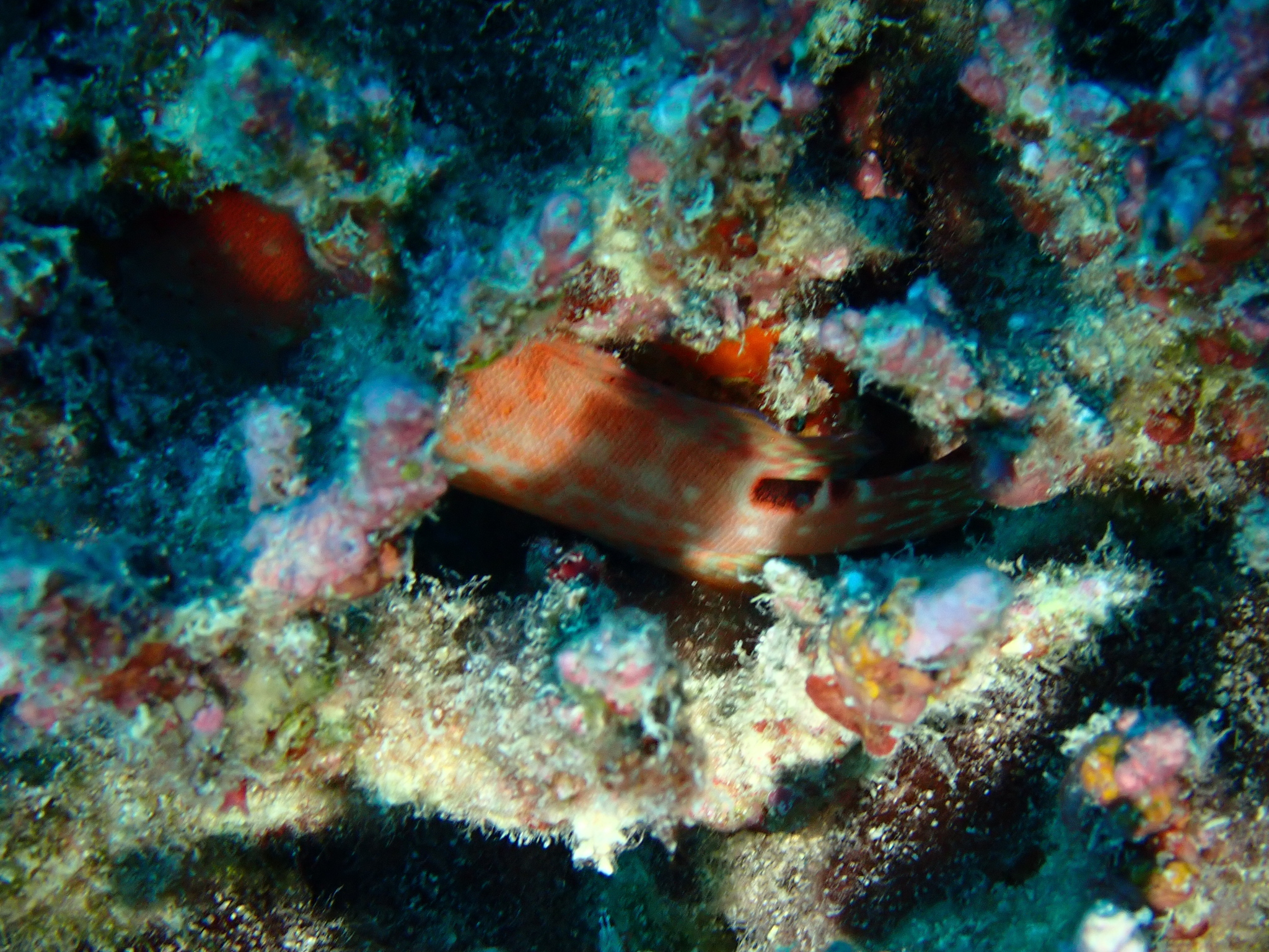 Cephalopholis leopardus (Lacepède, 1801)