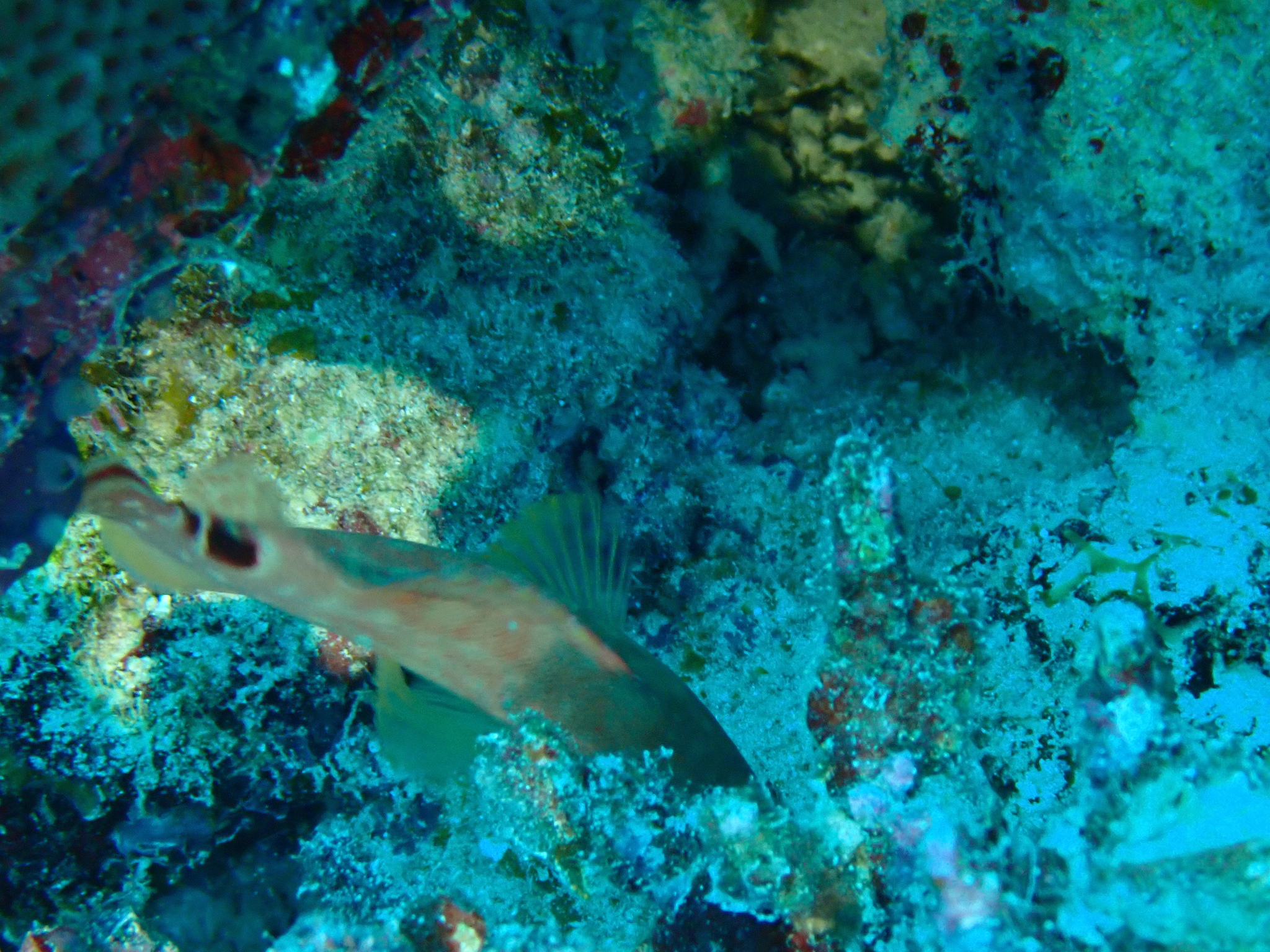 Cephalopholis leopardus (Lacepède, 1801)