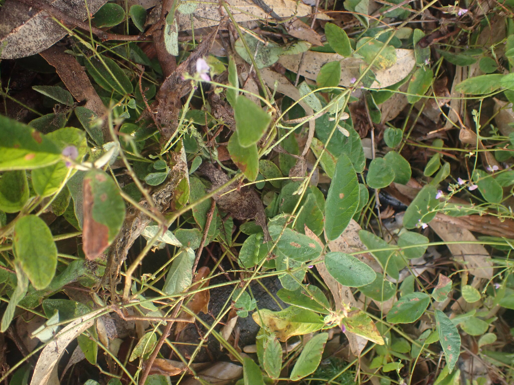 Desmodium rhytidophyllum F.Muell. ex Benth.