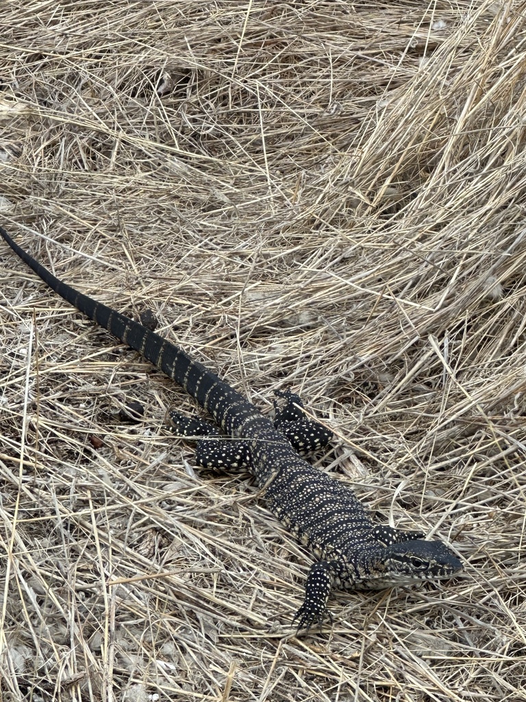 Southern Heath Monitor from Kangaroo Island, Penneshaw, SA, AU on March ...