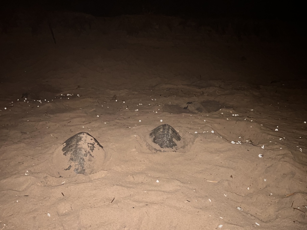 Olive Ridley Sea Turtle in February 2023 by Priyadarshini. Arribada ...