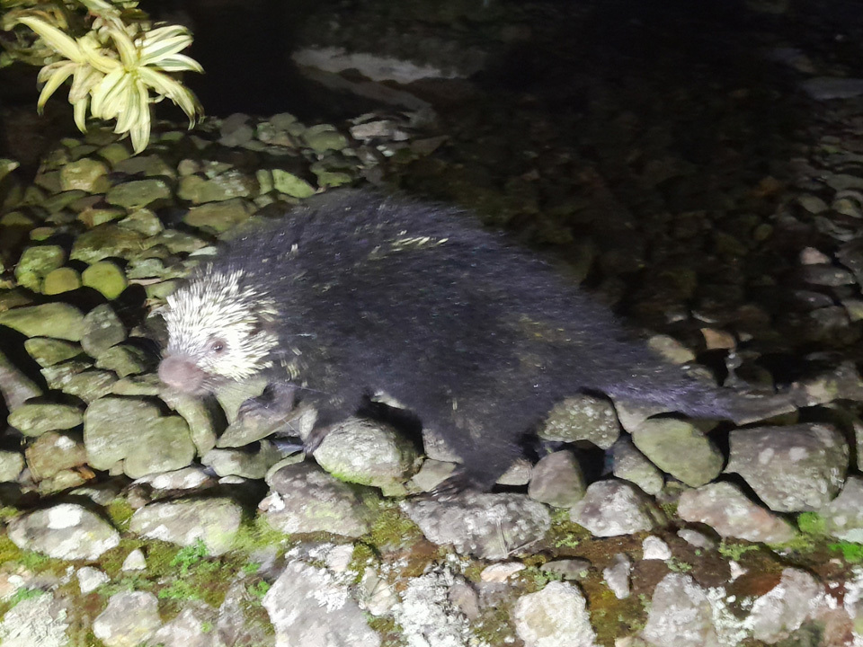 Sphiggurus mexicanus (Kerr, 1792)