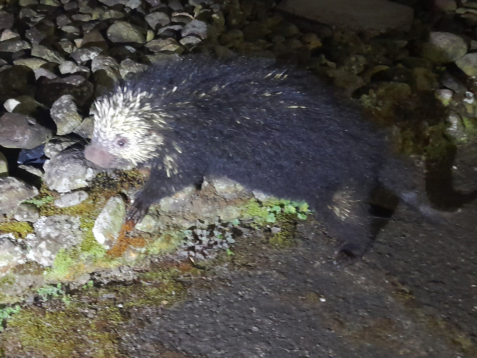 Sphiggurus mexicanus (Kerr, 1792)