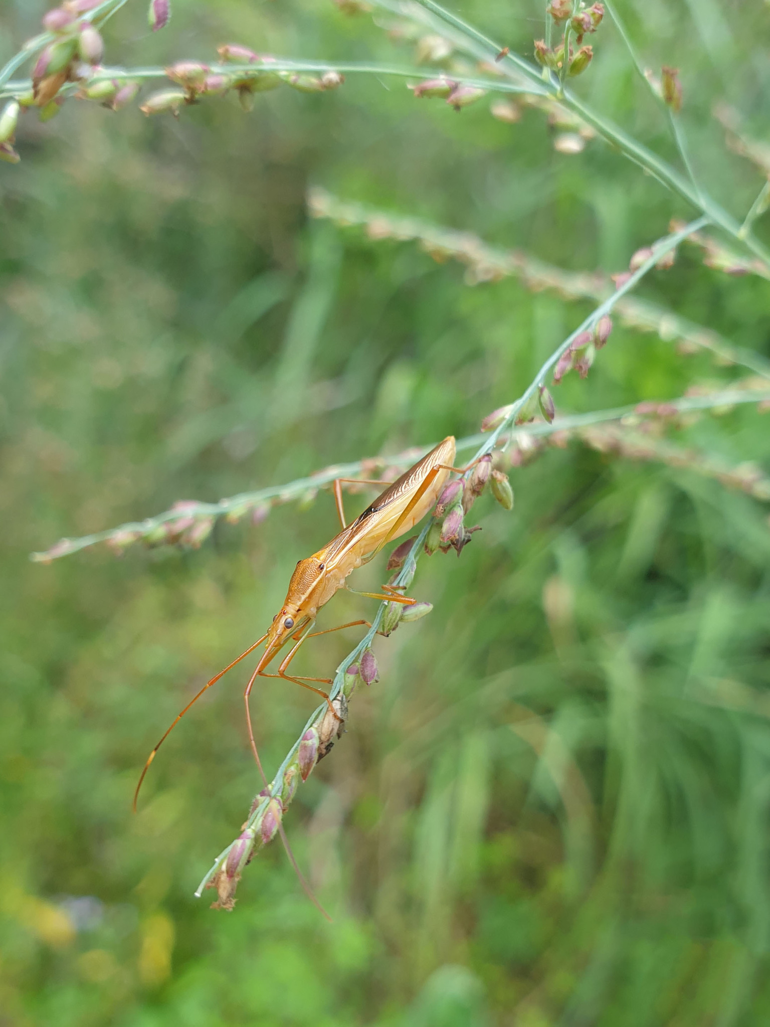 Leptocorisa acuta (Thunberg, 1783)