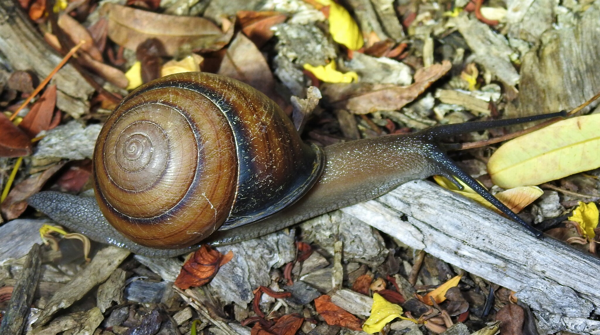 Sphaerospira Mörch, 1867