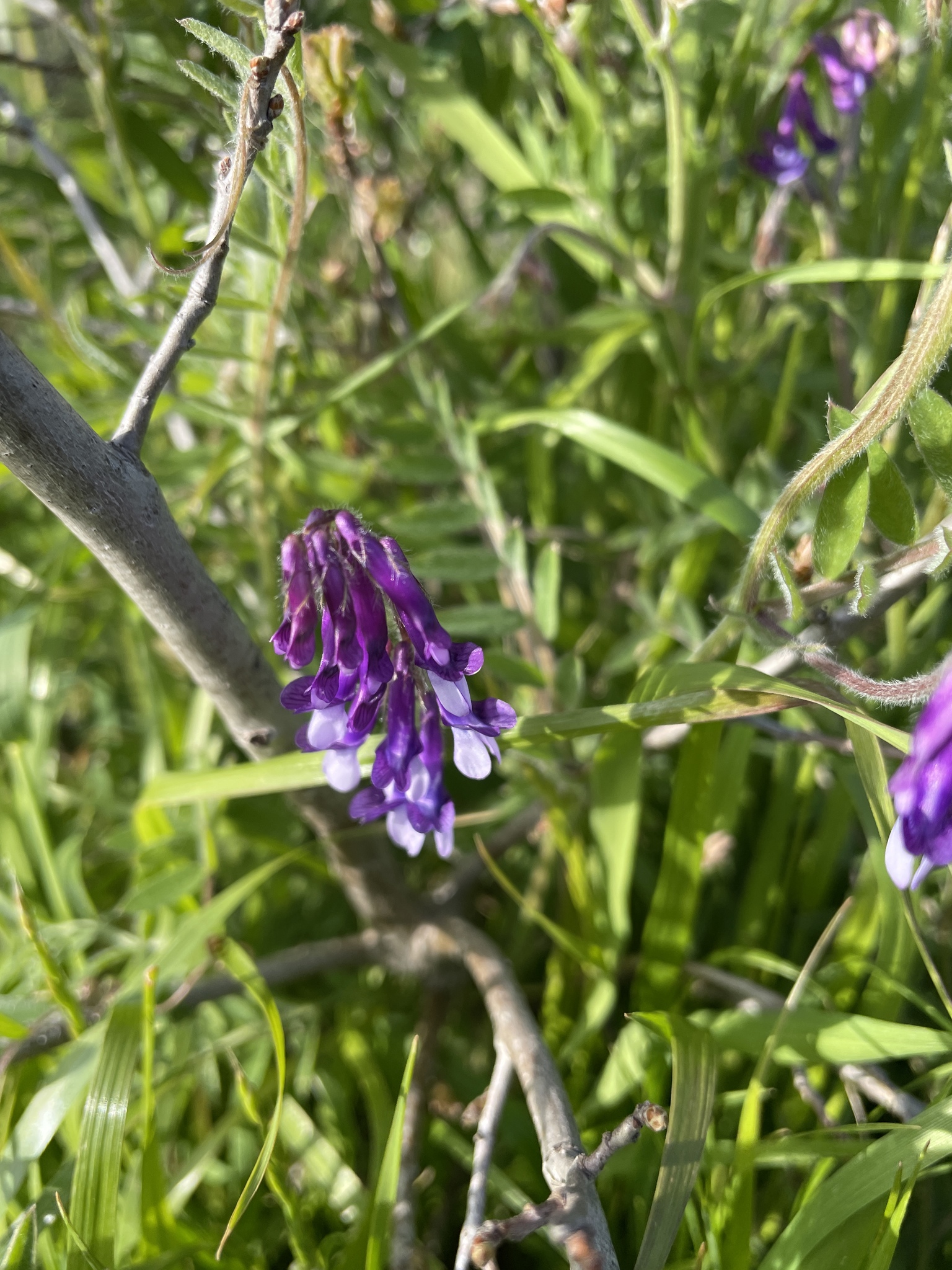 Vicia villosa Roth