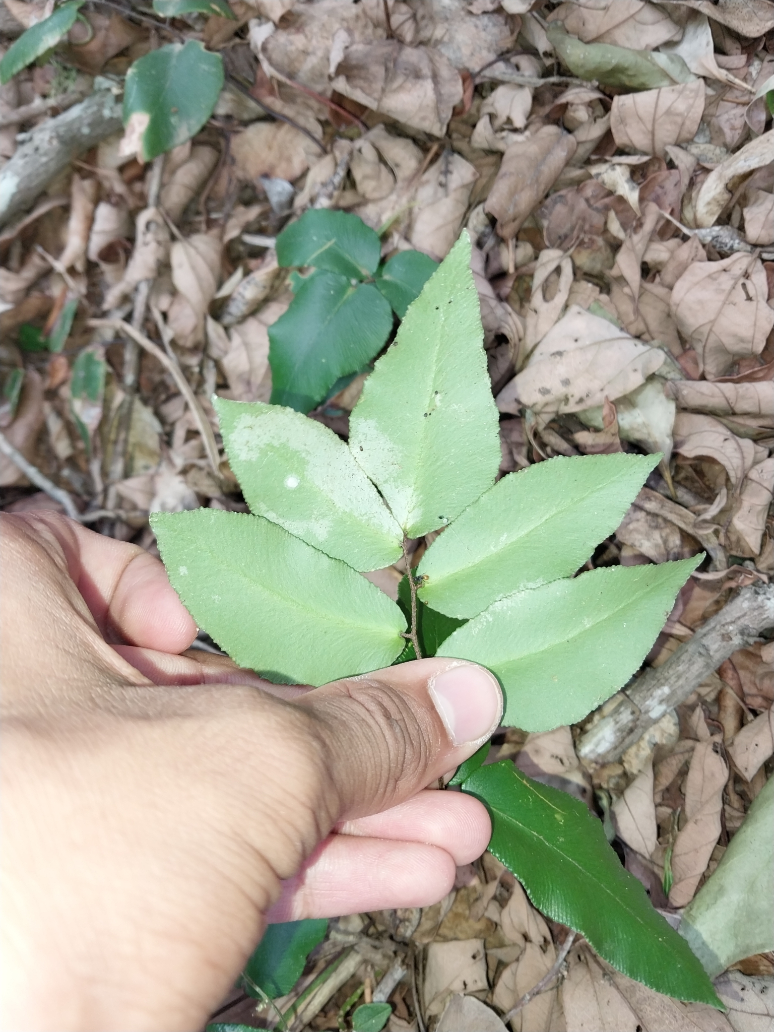Pellaea paradoxa (R.Br.) Hook.