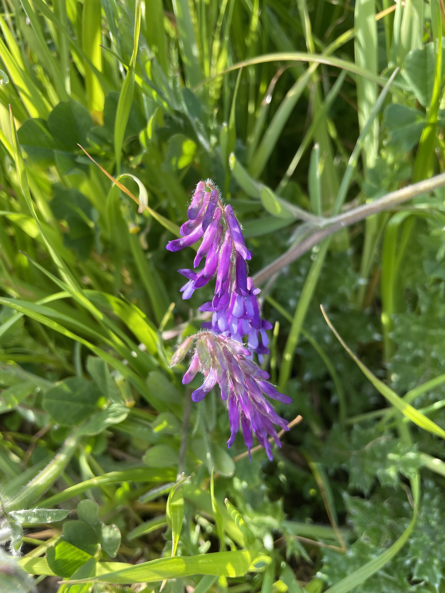 Vicia villosa Roth