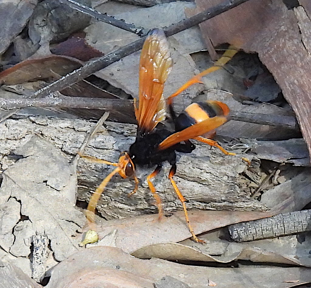 Cryptocheilus from Bunyaville Conservation Park, Arana Hills, Brisbane ...