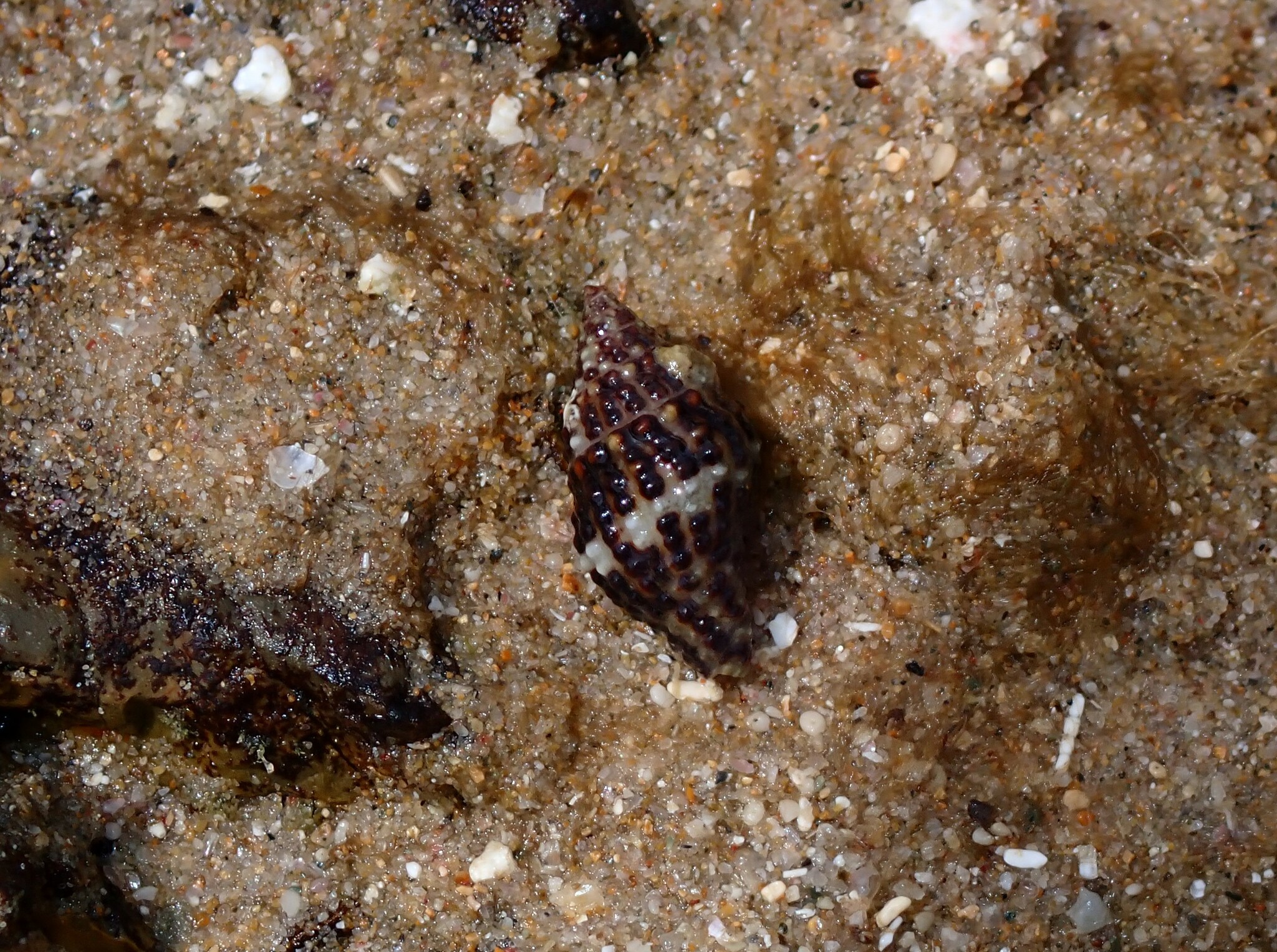 Engina armillata (Reeve, 1846)