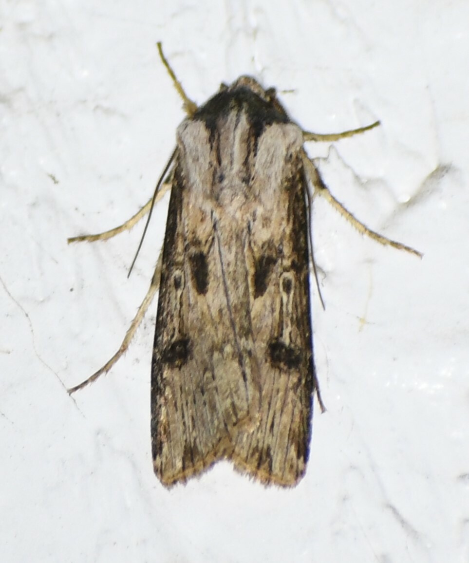 Agrotis malefida Guenée, 1852