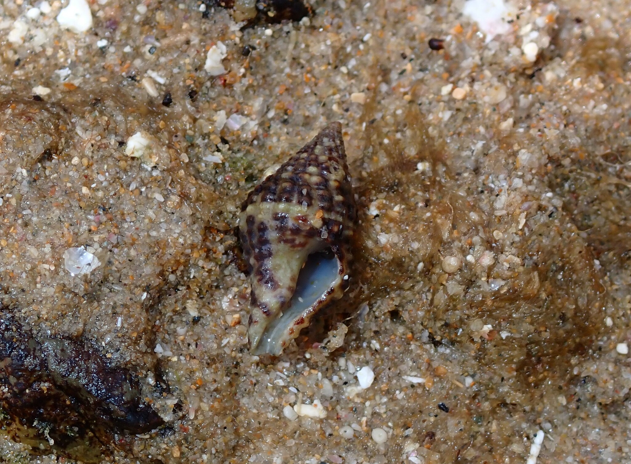 Engina armillata (Reeve, 1846)