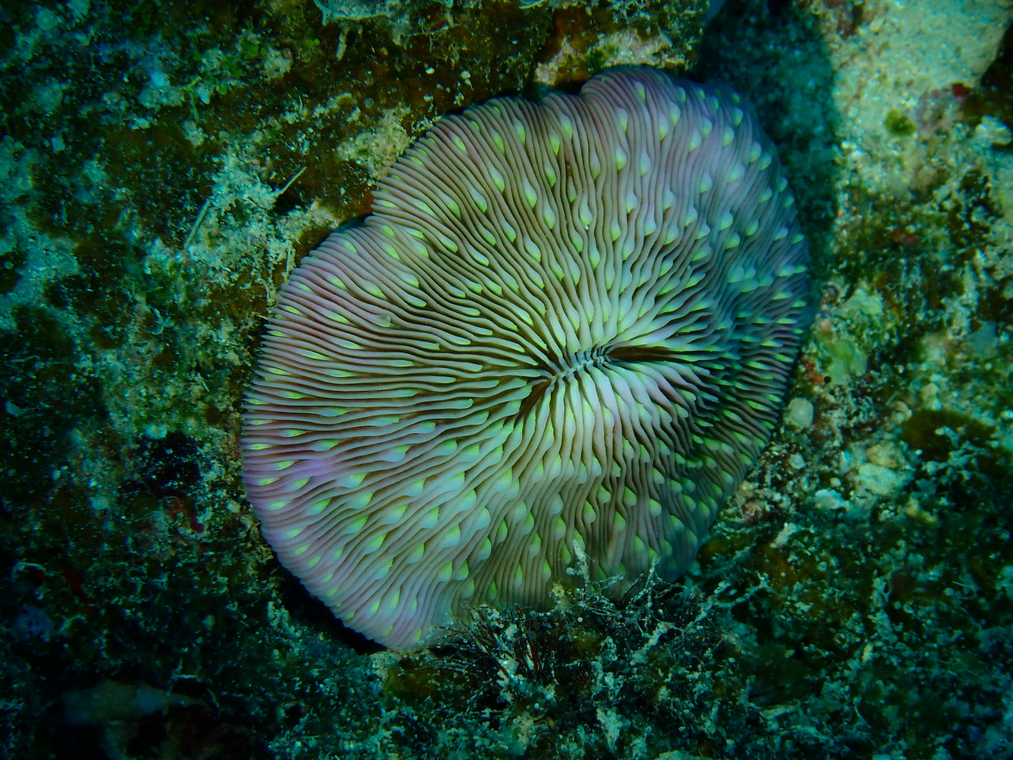 Lobactis scutaria (Lamarck, 1801)