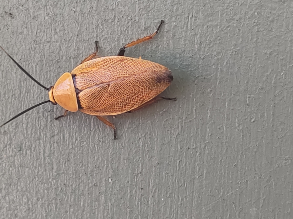 bush cockroach from Yanchep WA 6035, Australia on March 4, 2023 at 01: ...