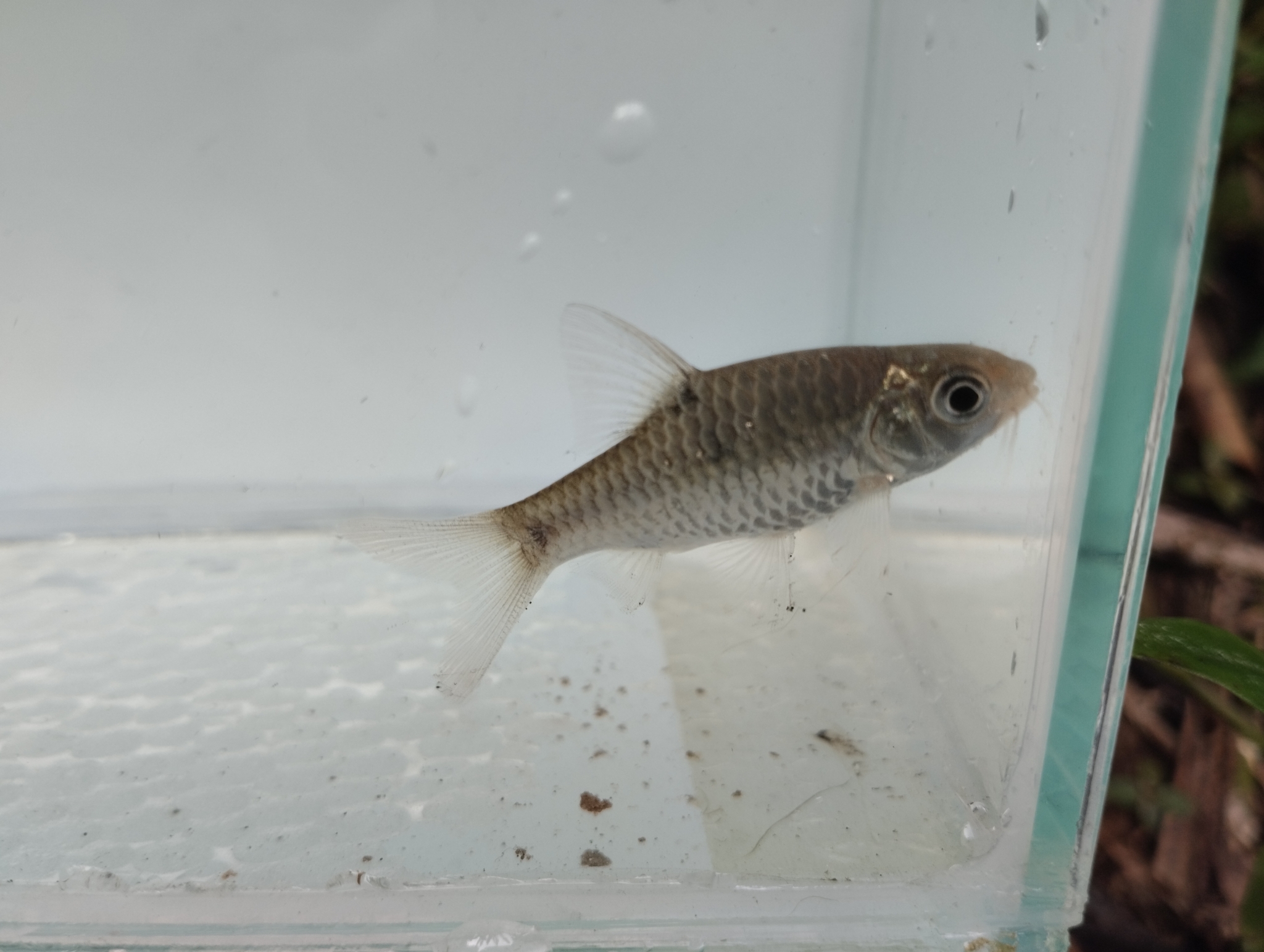 Barbodes Bleeker, 1859