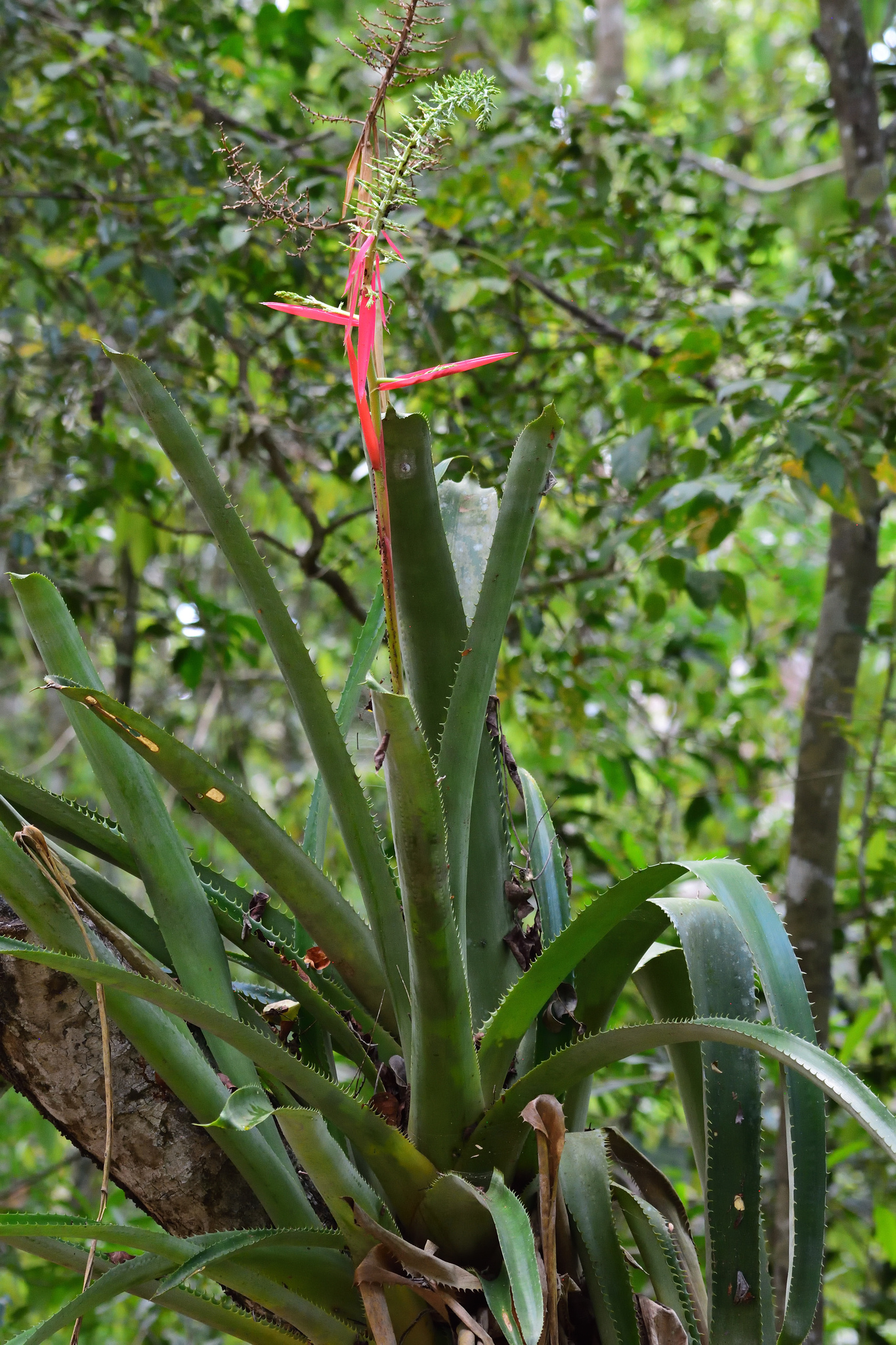 Aechmea bracteata (Sw.) Griseb.