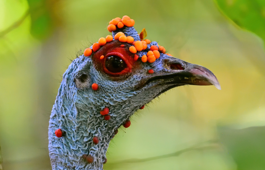 Ocellated Turkey from Tulum Municipality, Quintana Roo, Mexico on ...