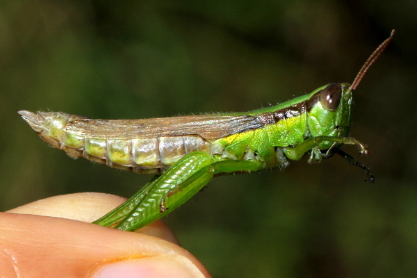 Japanese Rice Grasshopper from Barron R crossing, Mareeba QLD 4880 ...