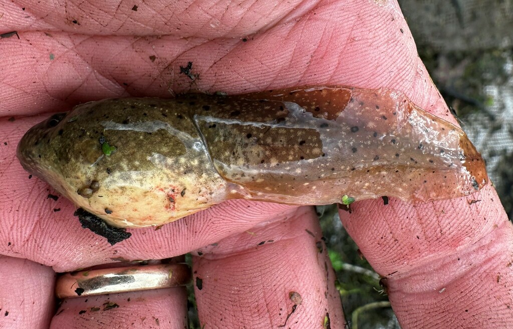 American Bullfrog from Wheeler Branch, US Hwy 20, Lawrence County, AL ...