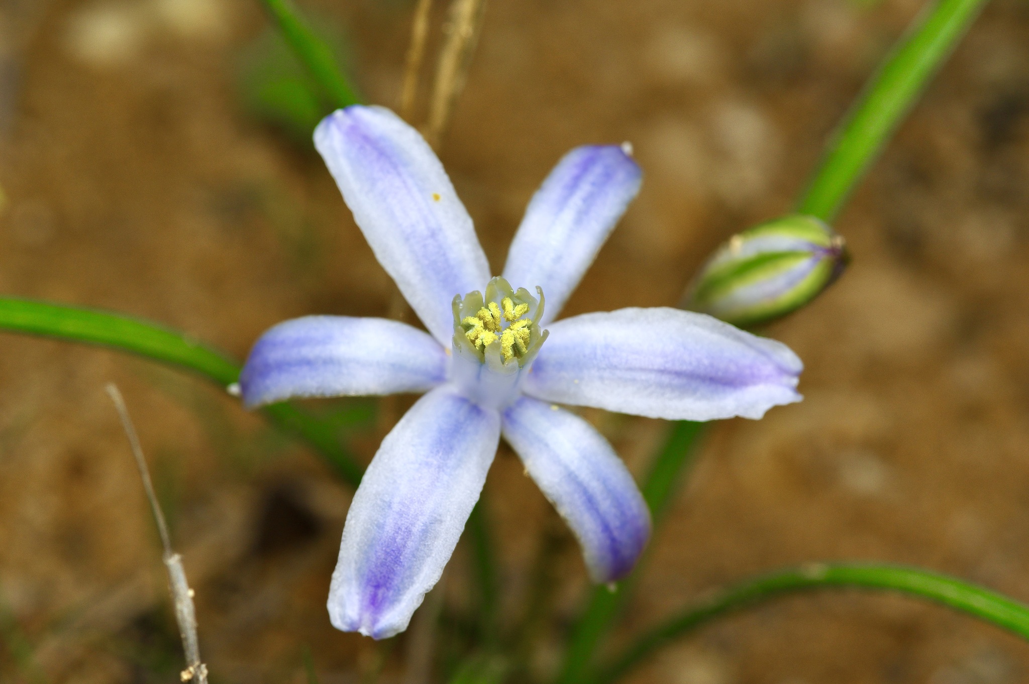 Androstephium coeruleum (Scheele) Greene