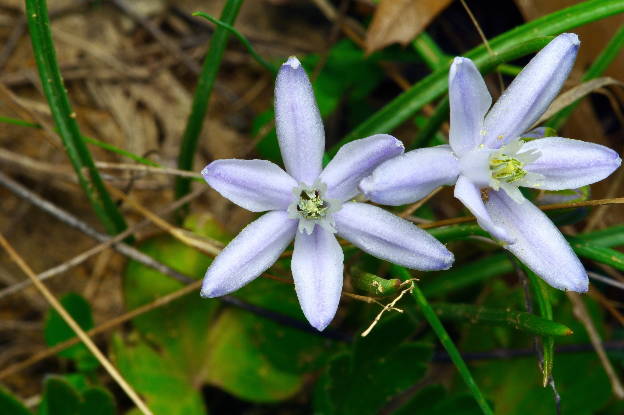 Androstephium coeruleum (Scheele) Greene