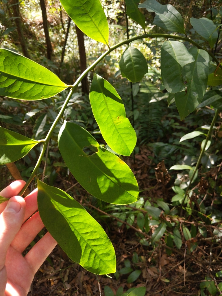 Bolwarra in March 2023 by Louis Backstrom · iNaturalist