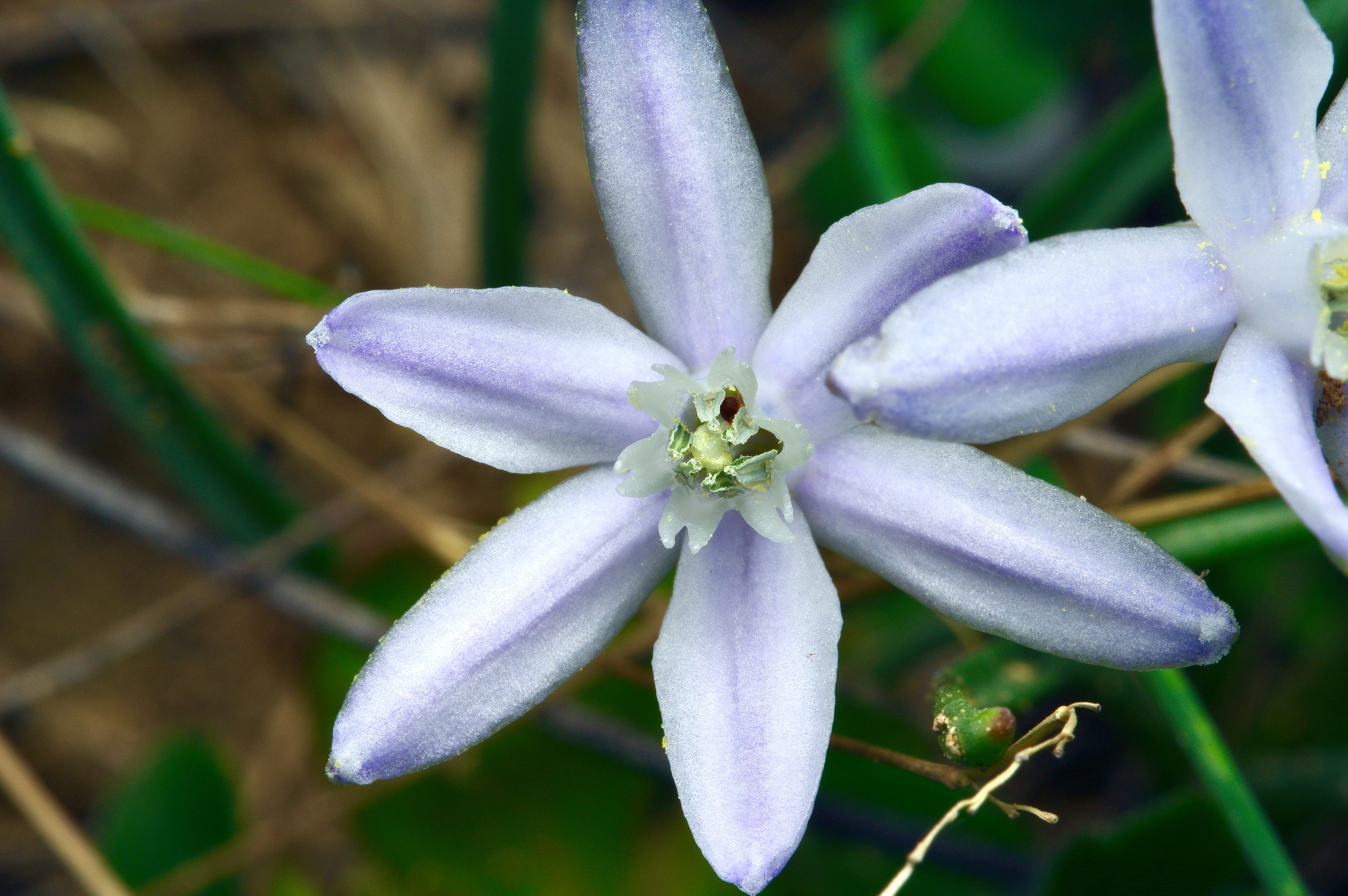 Androstephium coeruleum (Scheele) Greene
