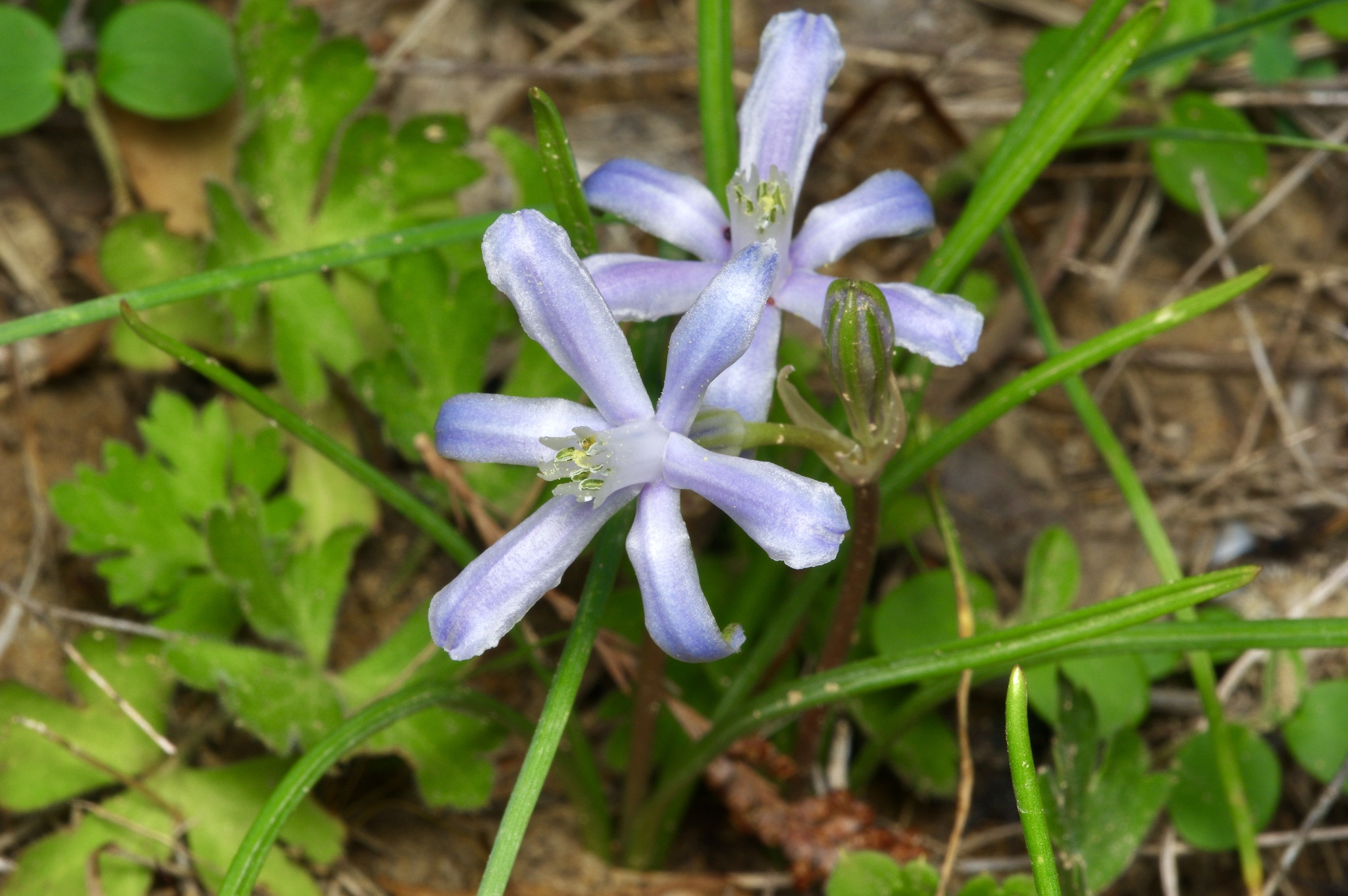 Androstephium coeruleum (Scheele) Greene