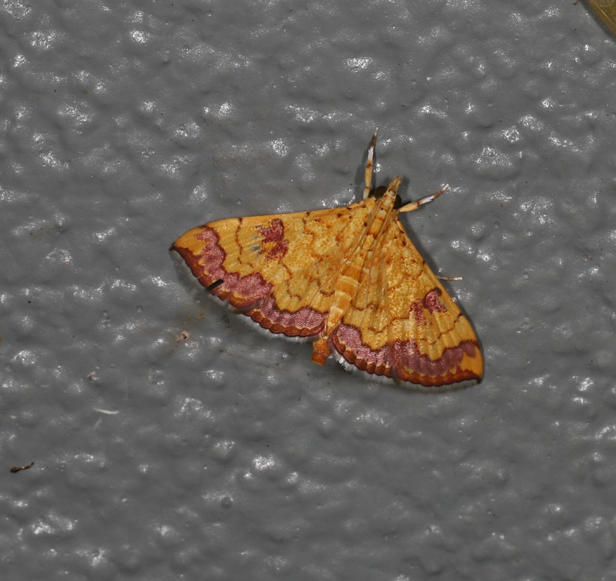 Isocentris filalis Guenée, 1854