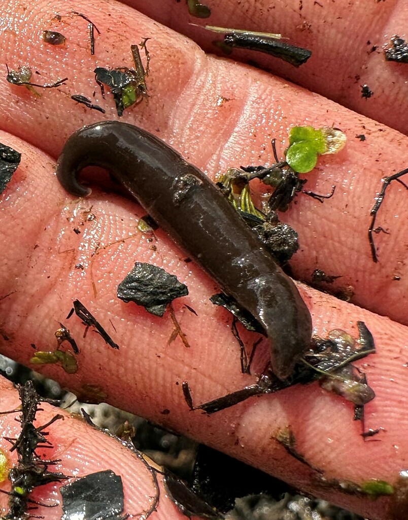 Leeches from Wheeler Branch, US Hwy 20, Lawrence County, AL, USA on ...