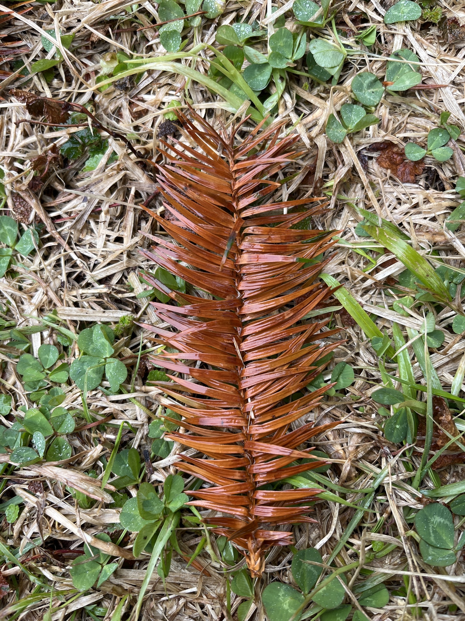 Cunninghamia lanceolata (Lamb.) Hook.