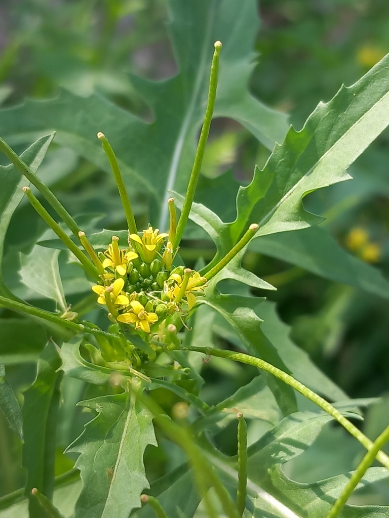 London Rocket (Mojave Desert Urban Flora) · iNaturalist