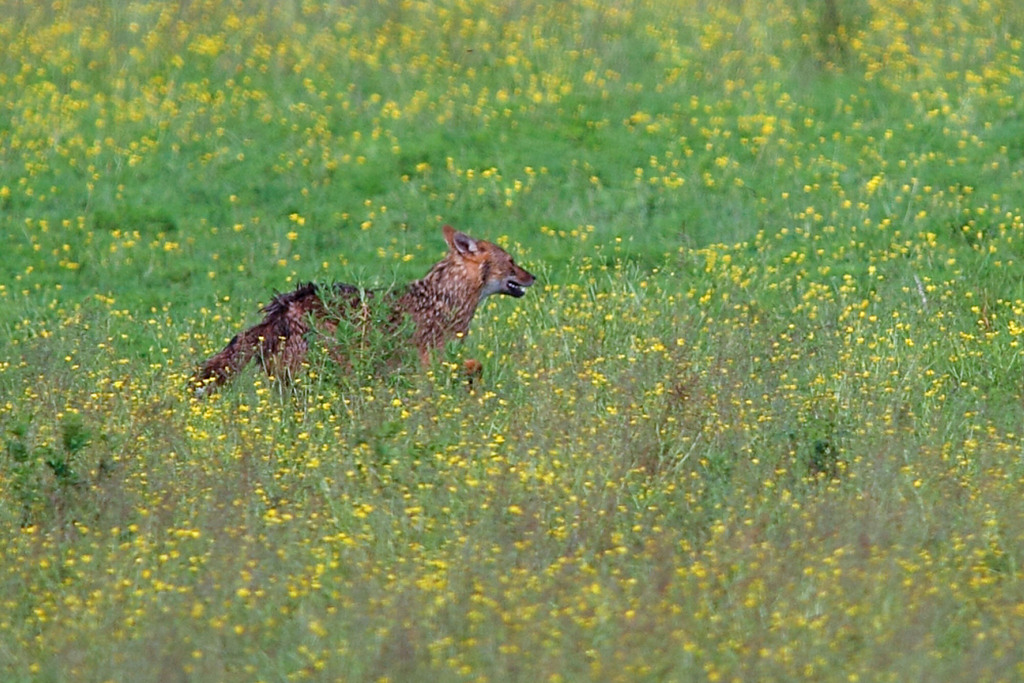 European Jackal from Čigoć, Kroatien on June 6, 2011 at 08:13 AM by ...