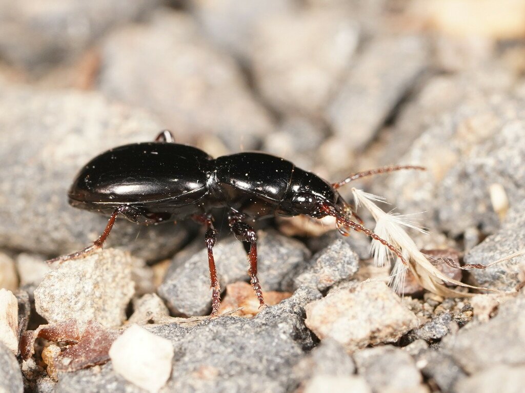Ground Beetles from Baw Baw VIC 3833, Australia on February 09, 2023 at 09:18 PM by Reiner ...
