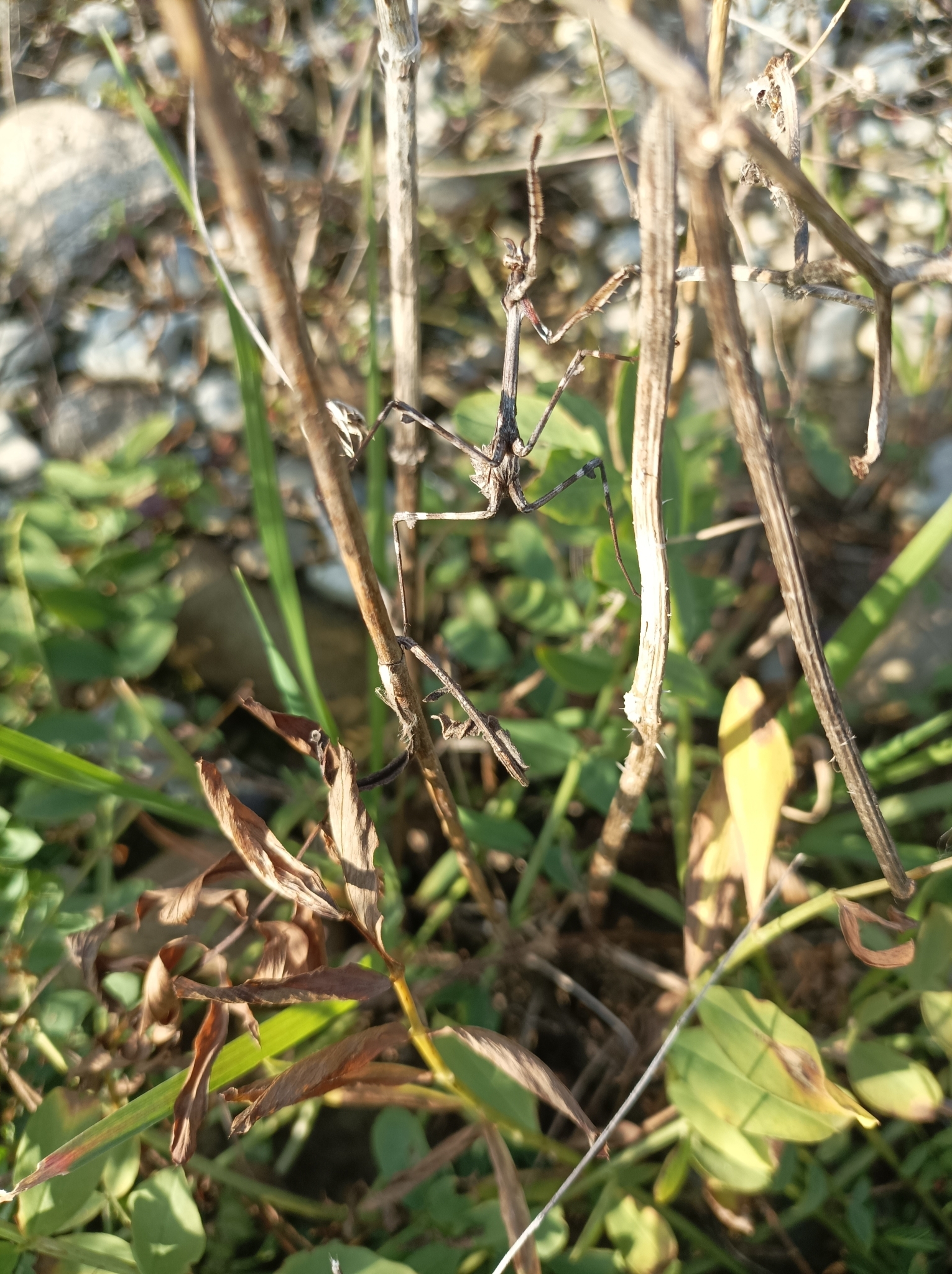 Empusa pennata (Thunberg, 1815)
