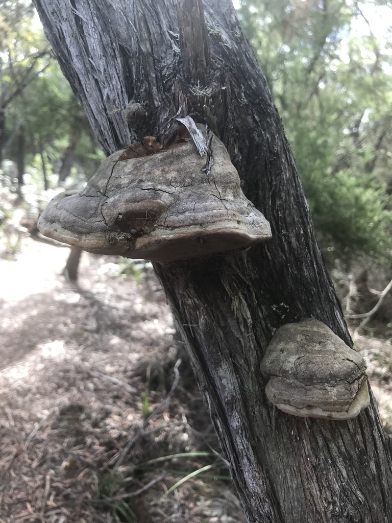 Hymenochaetaceae from Mount William National Park, Mount William, TAS ...