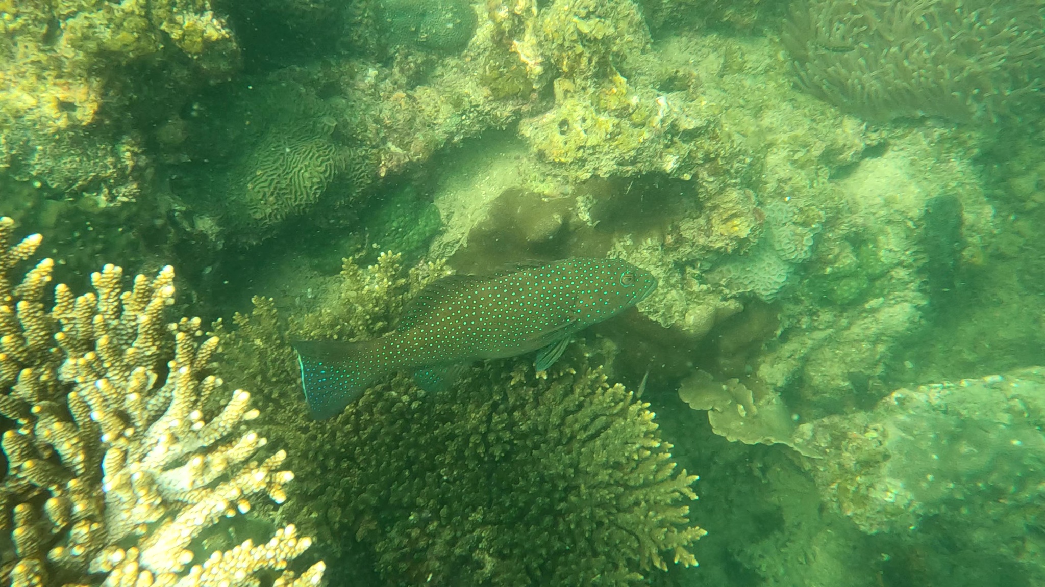 Plectropomus leopardus (Lacepède, 1802)