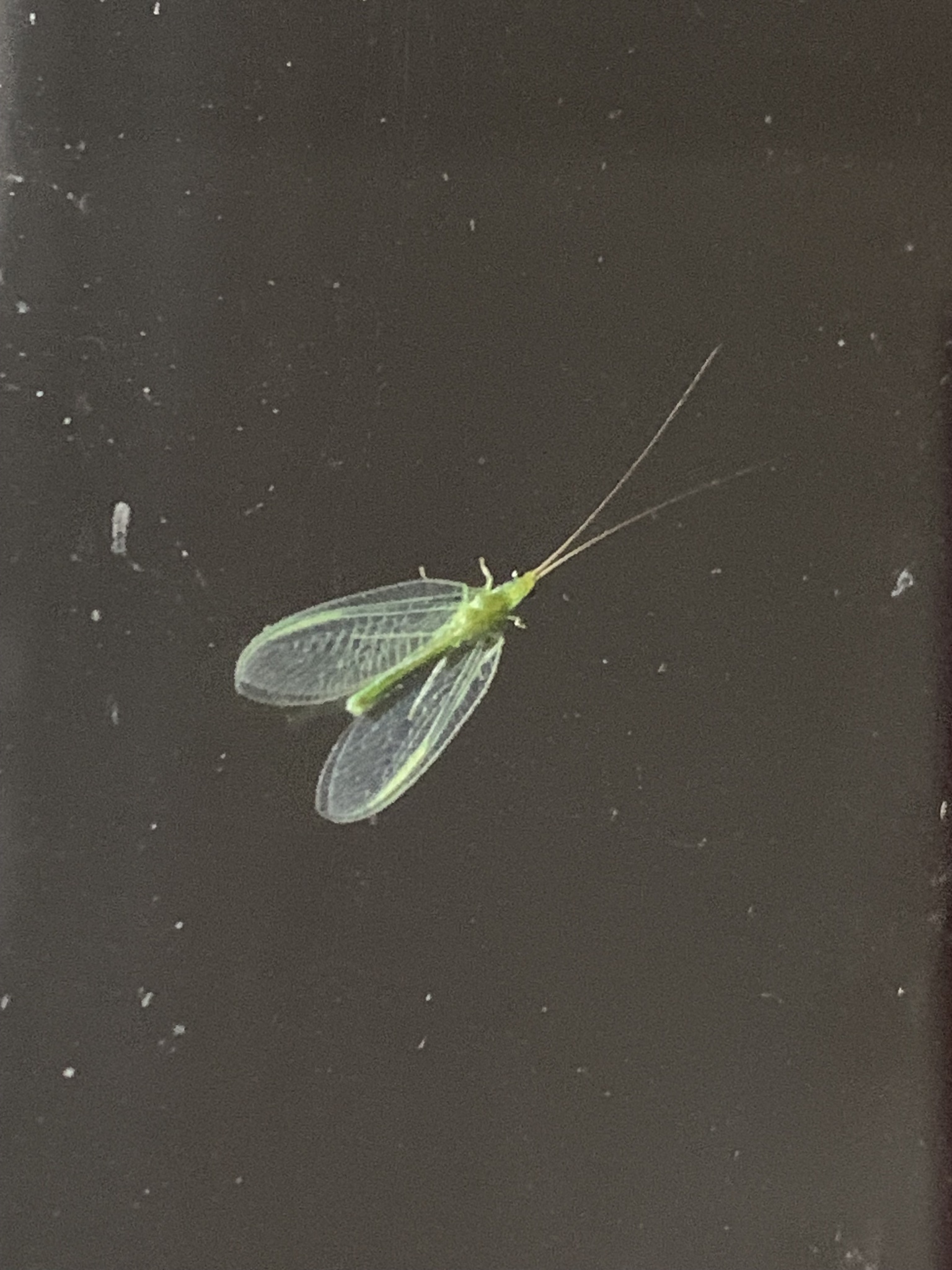 Mallada basalis (Walker, 1853)