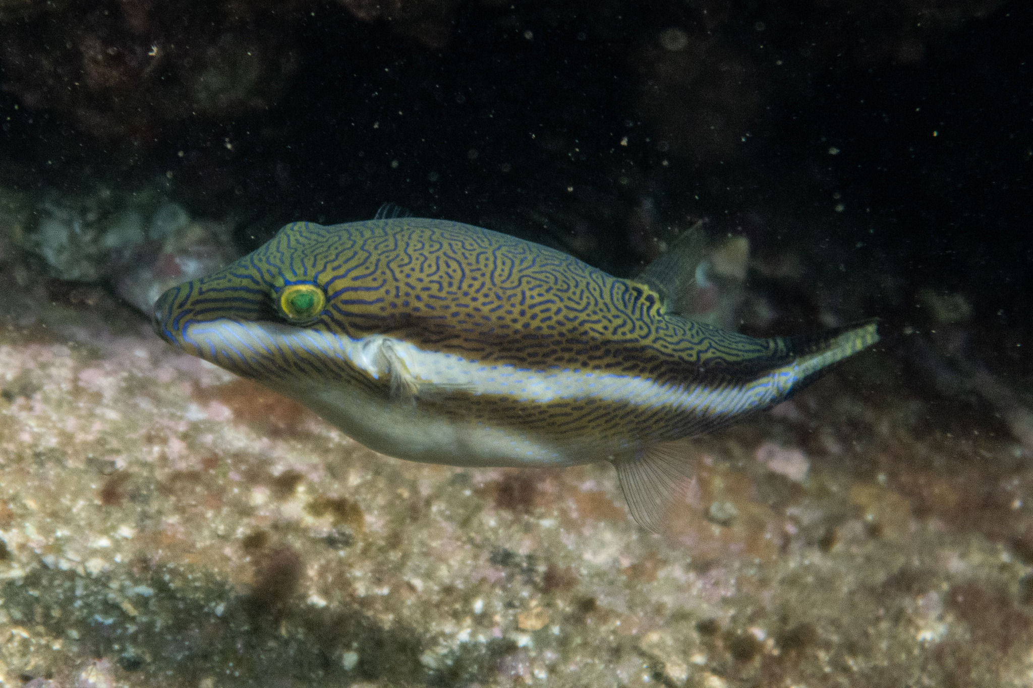 Canthigaster callisterna (Ogilby, 1889)