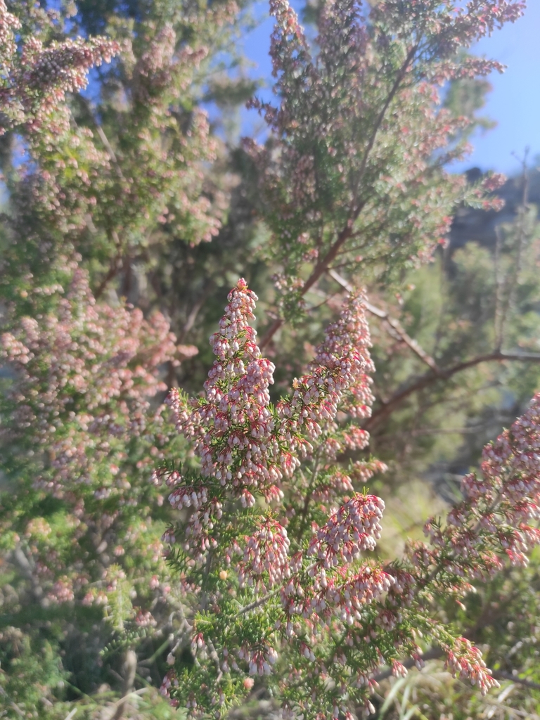 Tree heath from 16031 Bogliasco GE, Italia on March 4, 2023 at 10:36 AM ...