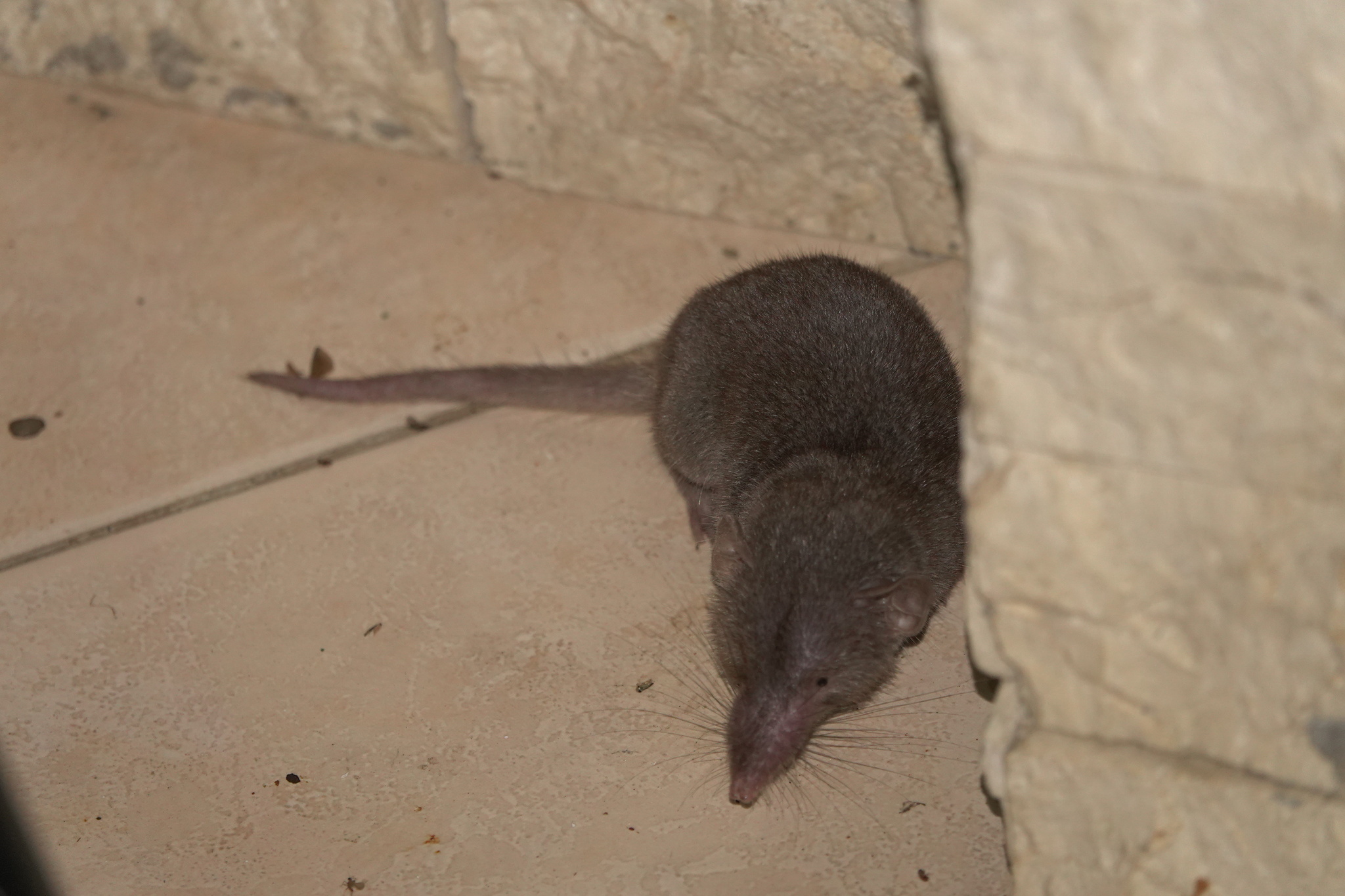 Suncus murinus (Linnaeus, 1766)