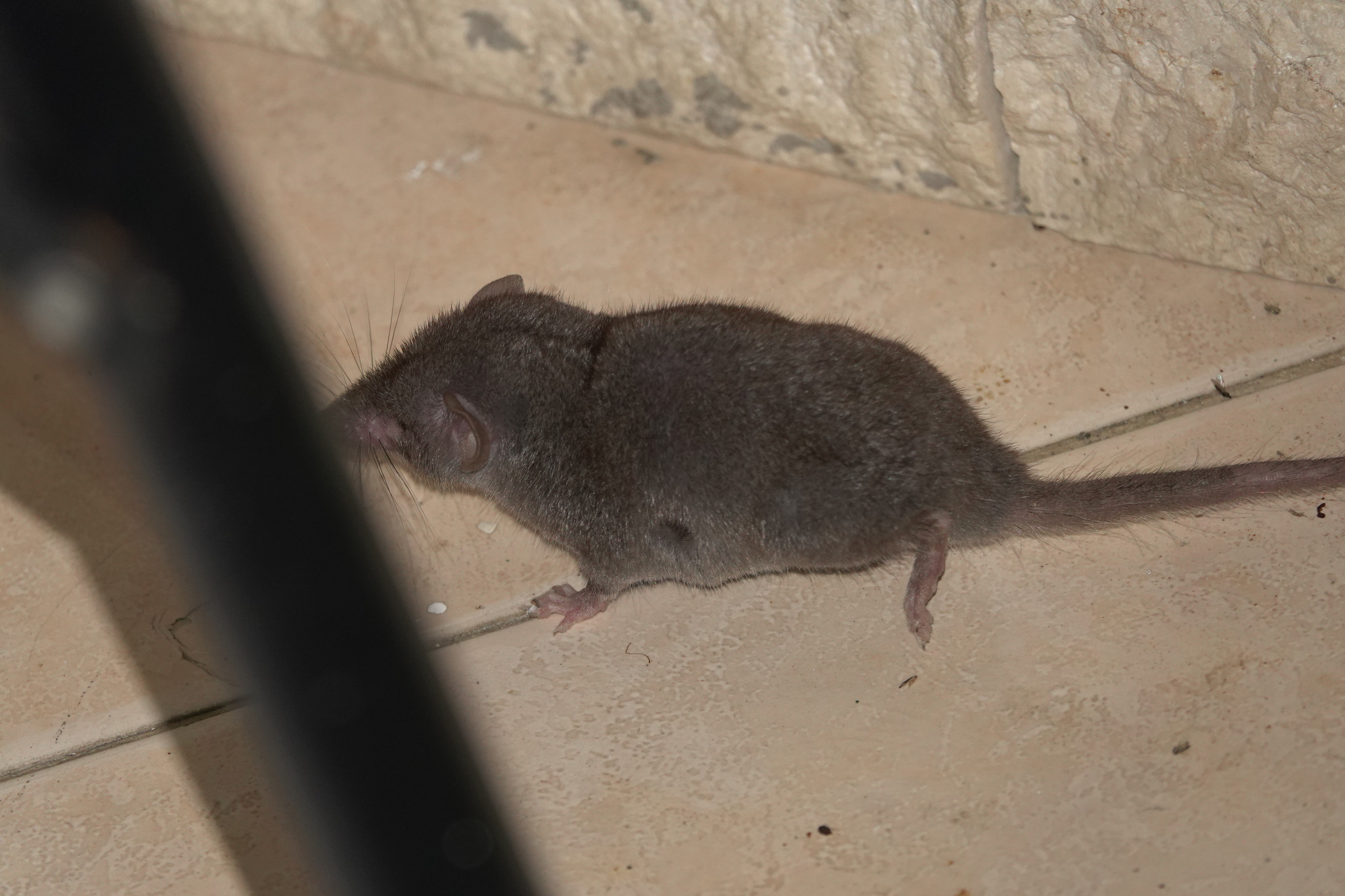 Suncus murinus (Linnaeus, 1766)