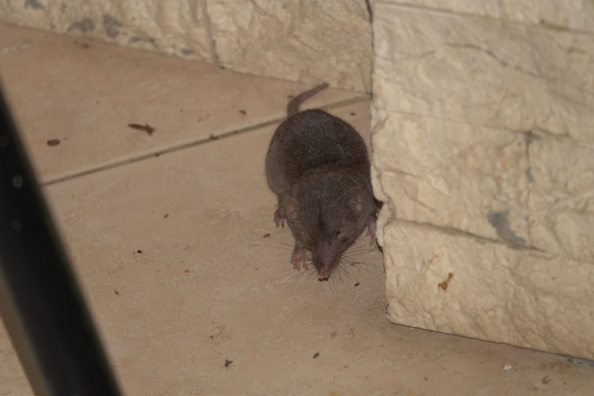 Suncus murinus (Linnaeus, 1766)