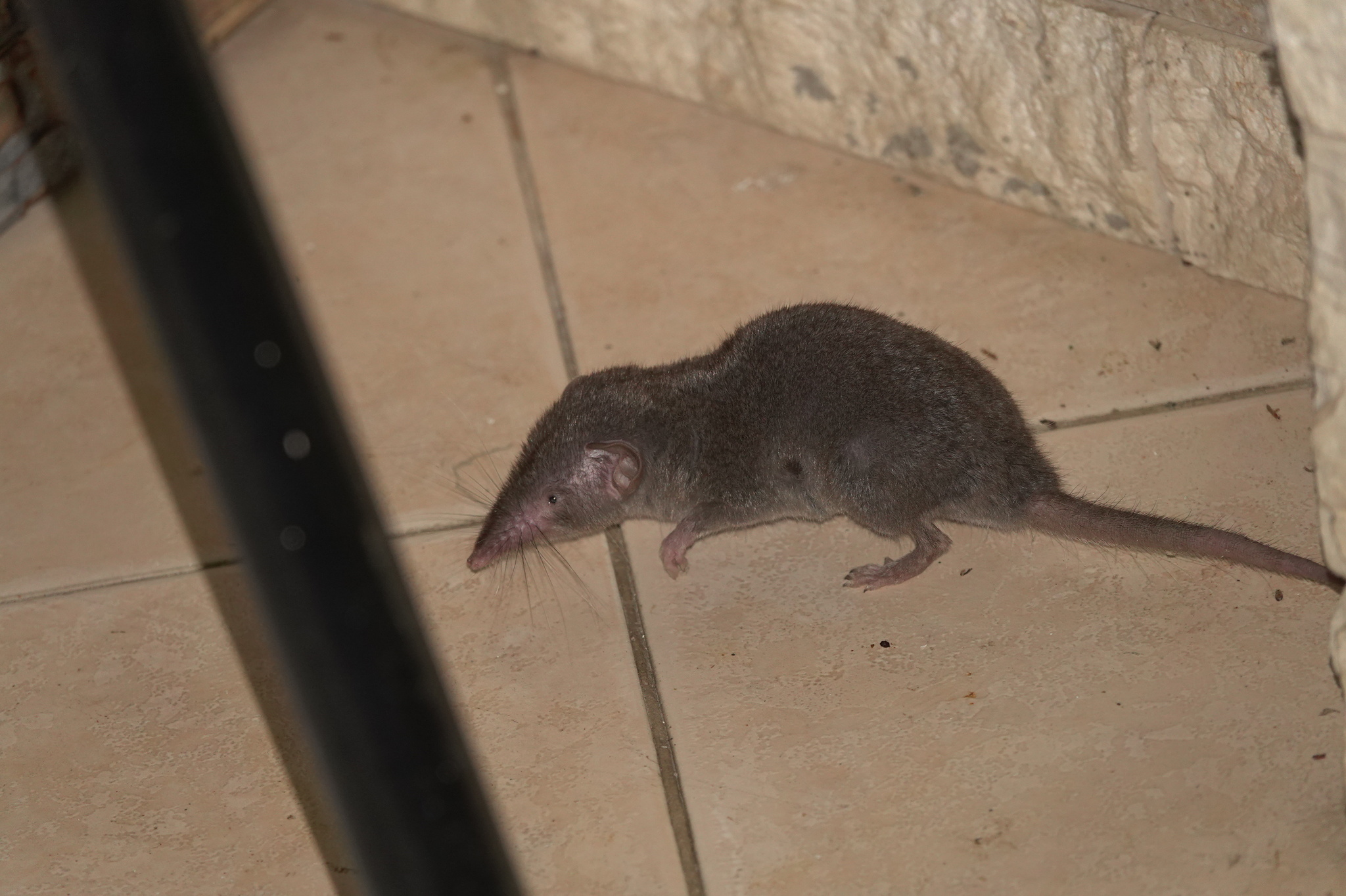 Suncus murinus (Linnaeus, 1766)