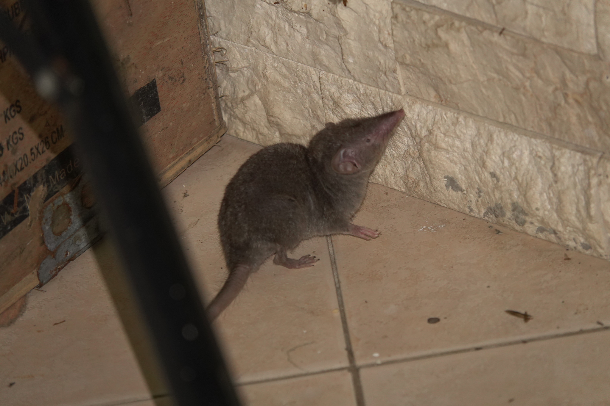 Suncus murinus (Linnaeus, 1766)